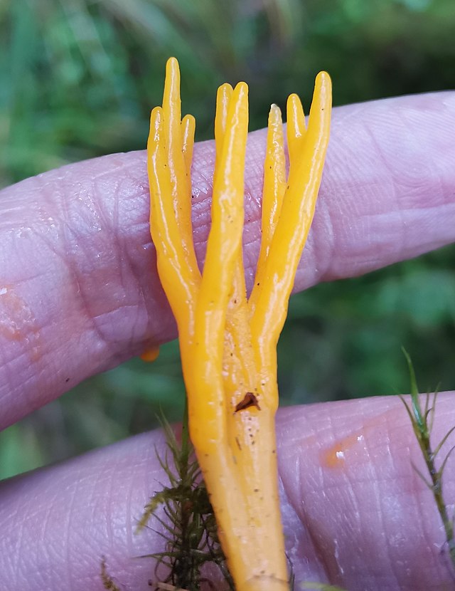 Yellow Stags Horn fungus (Calocera viscosa) Identification