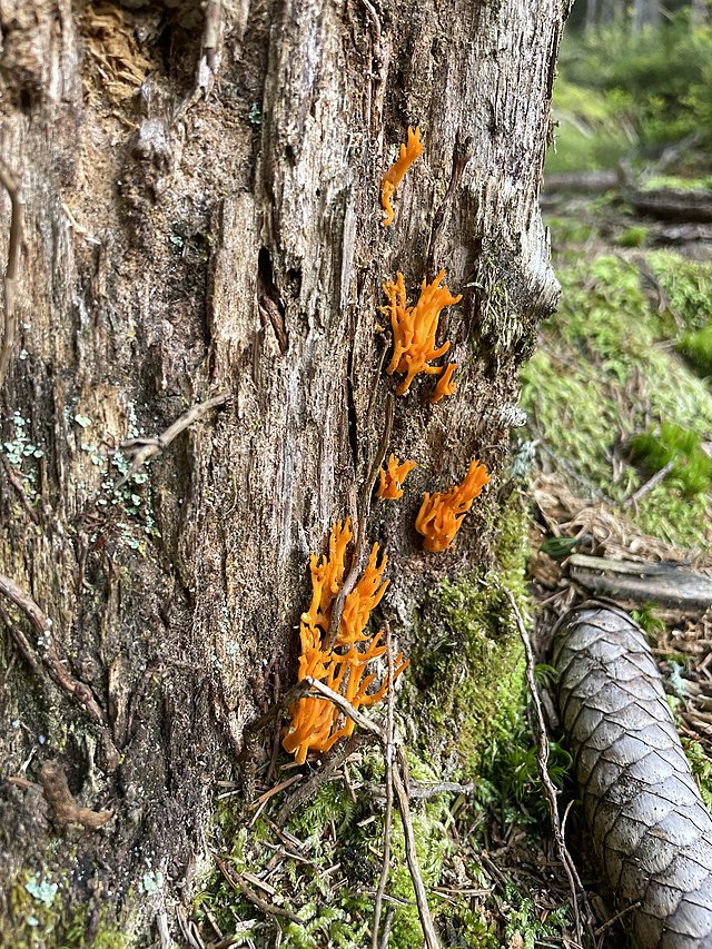 Yellow Stags Horn fungus (Calocera viscosa) Identification