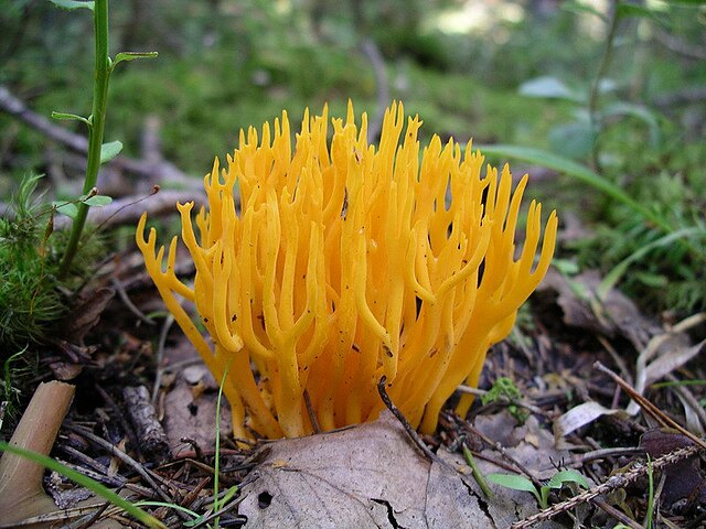 Yellow Stags Horn fungus (Calocera viscosa) Identification