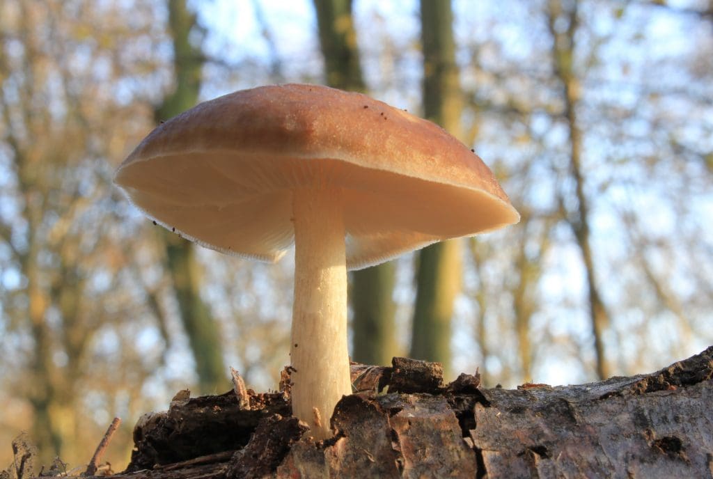 Deer shield Mushroom (Pluteus Cervinus): Identification & Foraging