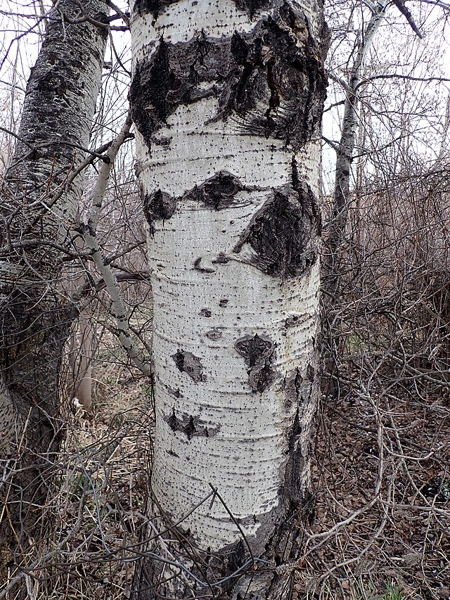 Quaking Aspen (Populus Tremuloides) Identification Guide