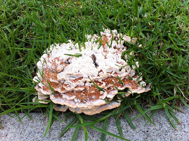 Blushing Rosette (Abortiporus biennis) Top Identification