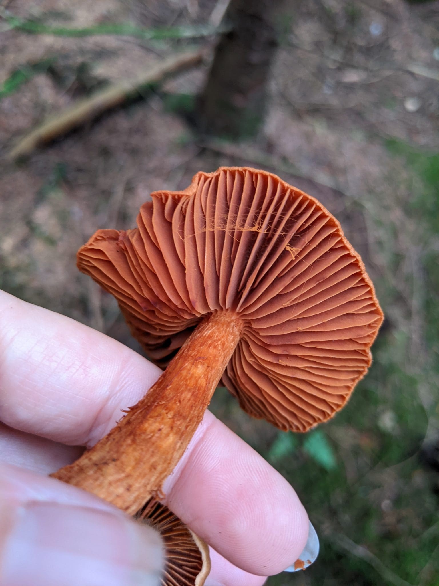 Deadly Webcap Mushroom (Cortinarius rubellus) - Deadly Toxic