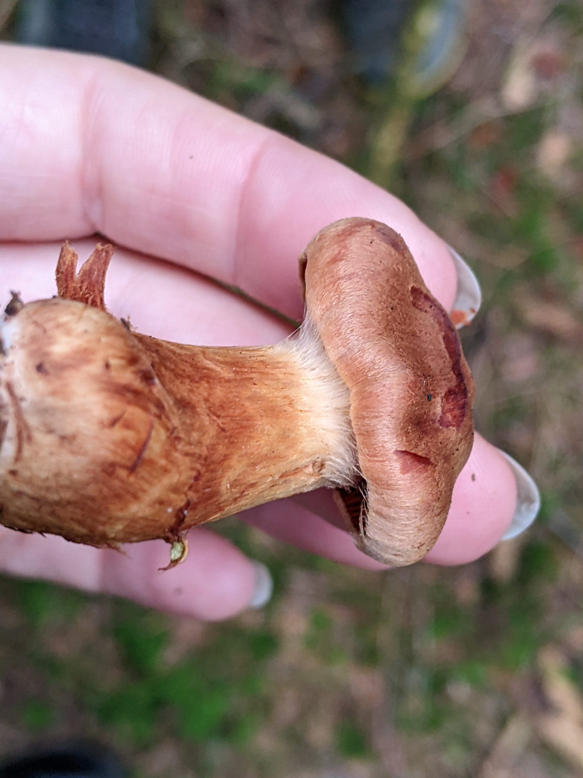 Deadly Webcap Mushroom (Cortinarius rubellus) - Deadly Toxic