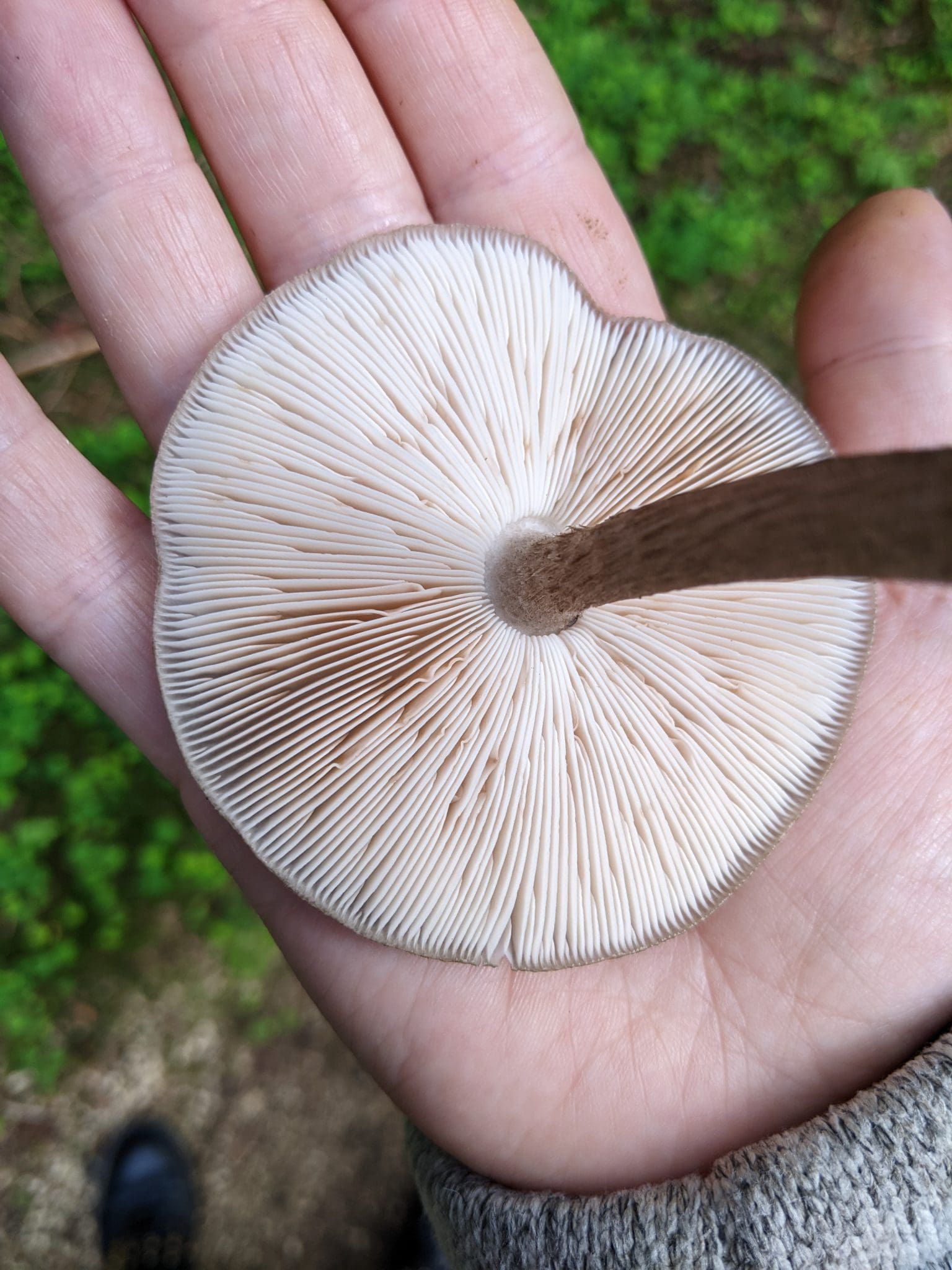 Deer shield Mushroom (Pluteus Cervinus): Identification & Foraging