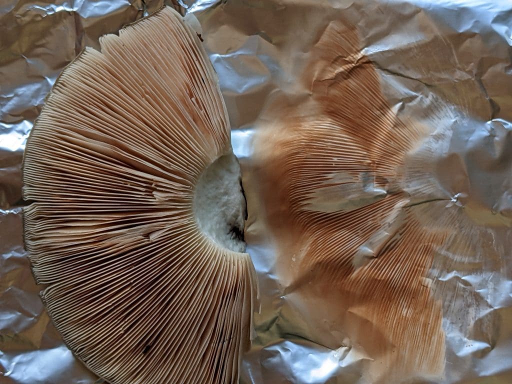 Deer shield Mushroom (Pluteus Cervinus): Identification & Foraging