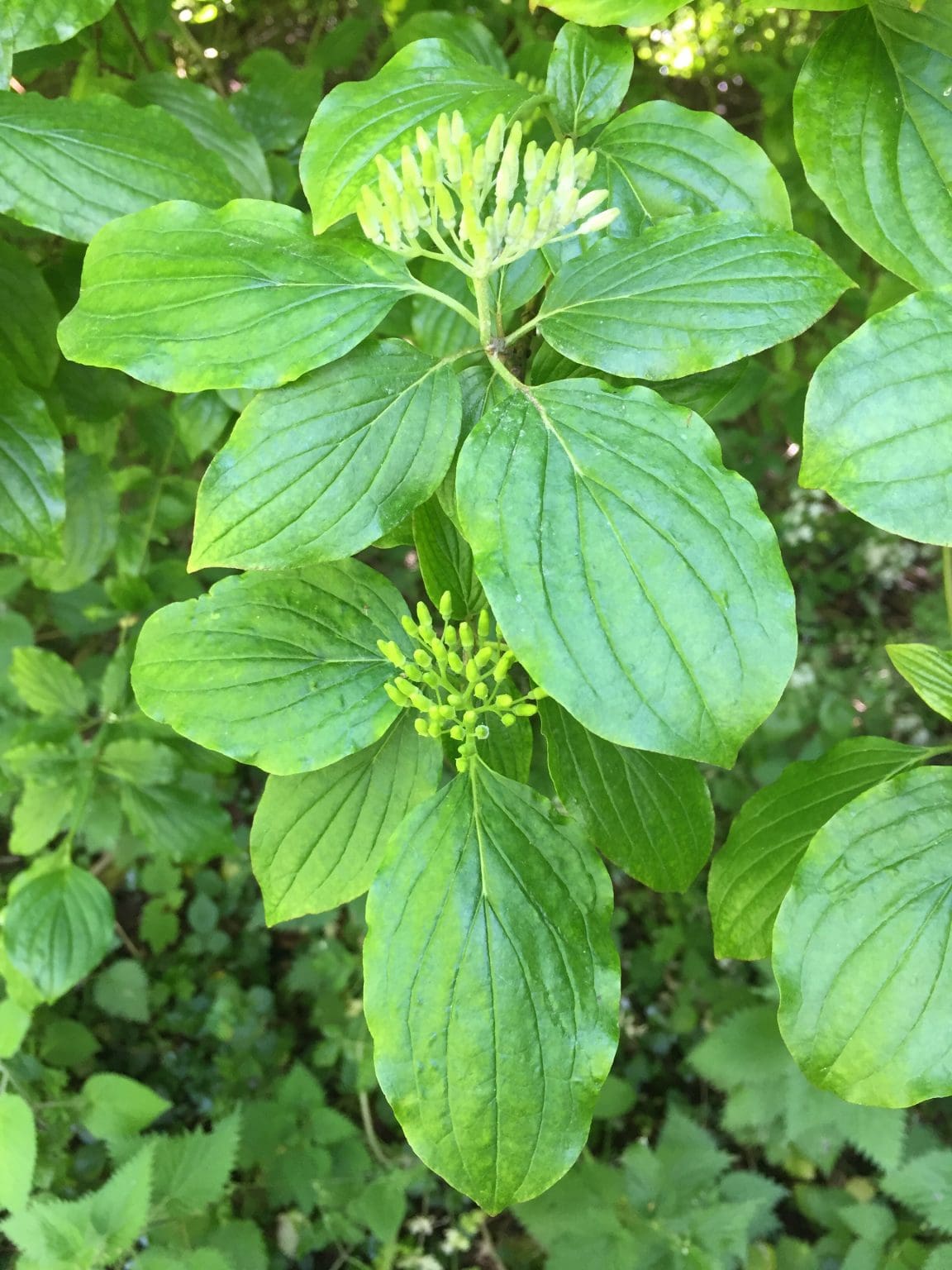 Common Dogwood (Cornus sanguinea) Identification