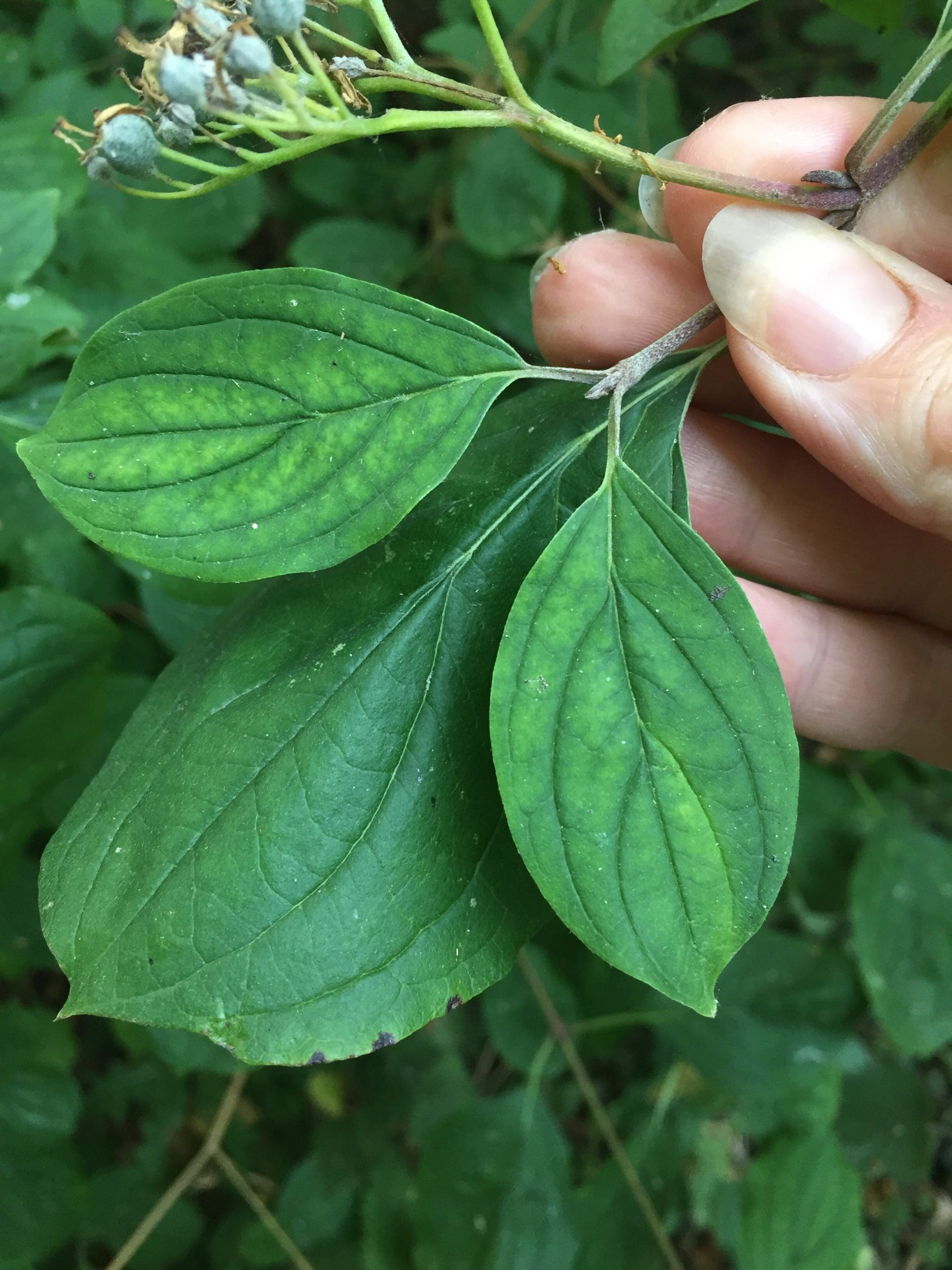 Common Dogwood (Cornus sanguinea) Identification