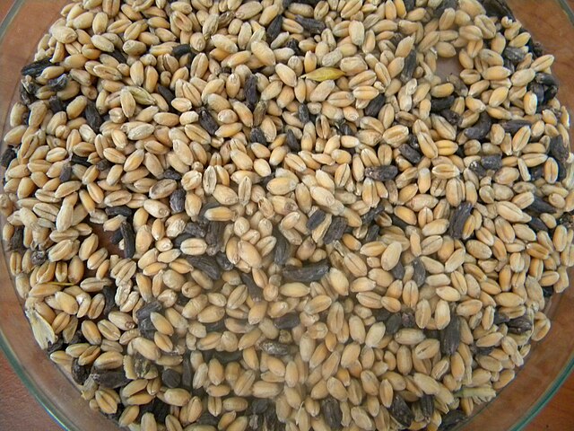 Ergot (Claviceps purpurea) Identification