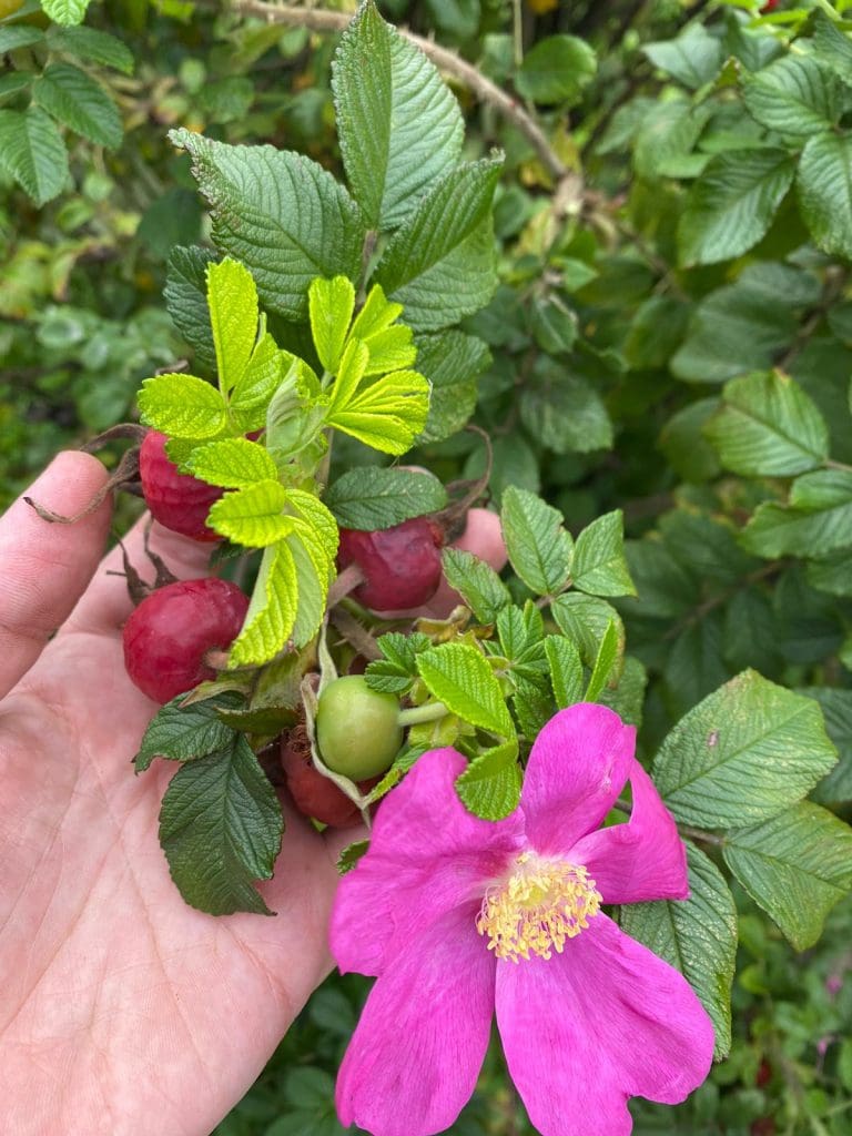Japanese rose (Rosa rugosa) Identification