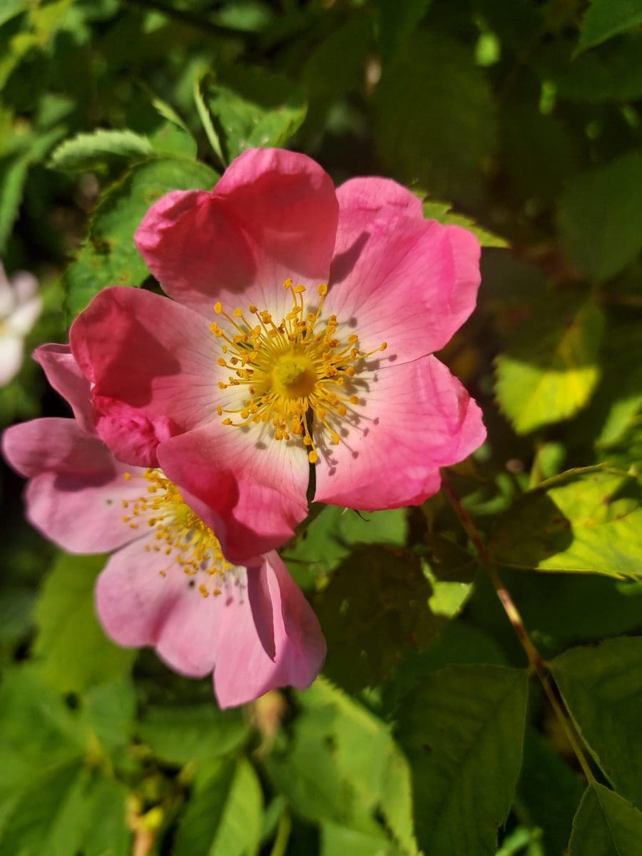 Dog rose (Rosa canina) Identification