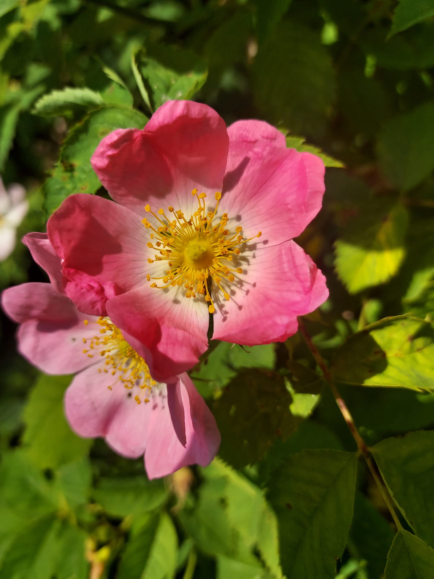 Japanese rose (Rosa rugosa) Identification