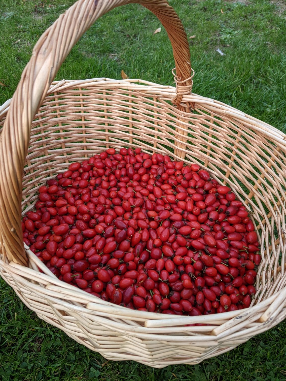 Dog rose (Rosa canina) Identification