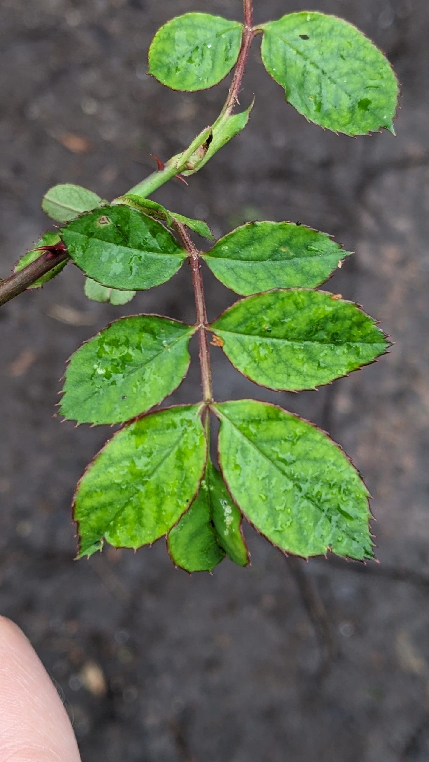 Dog rose (Rosa canina) Identification