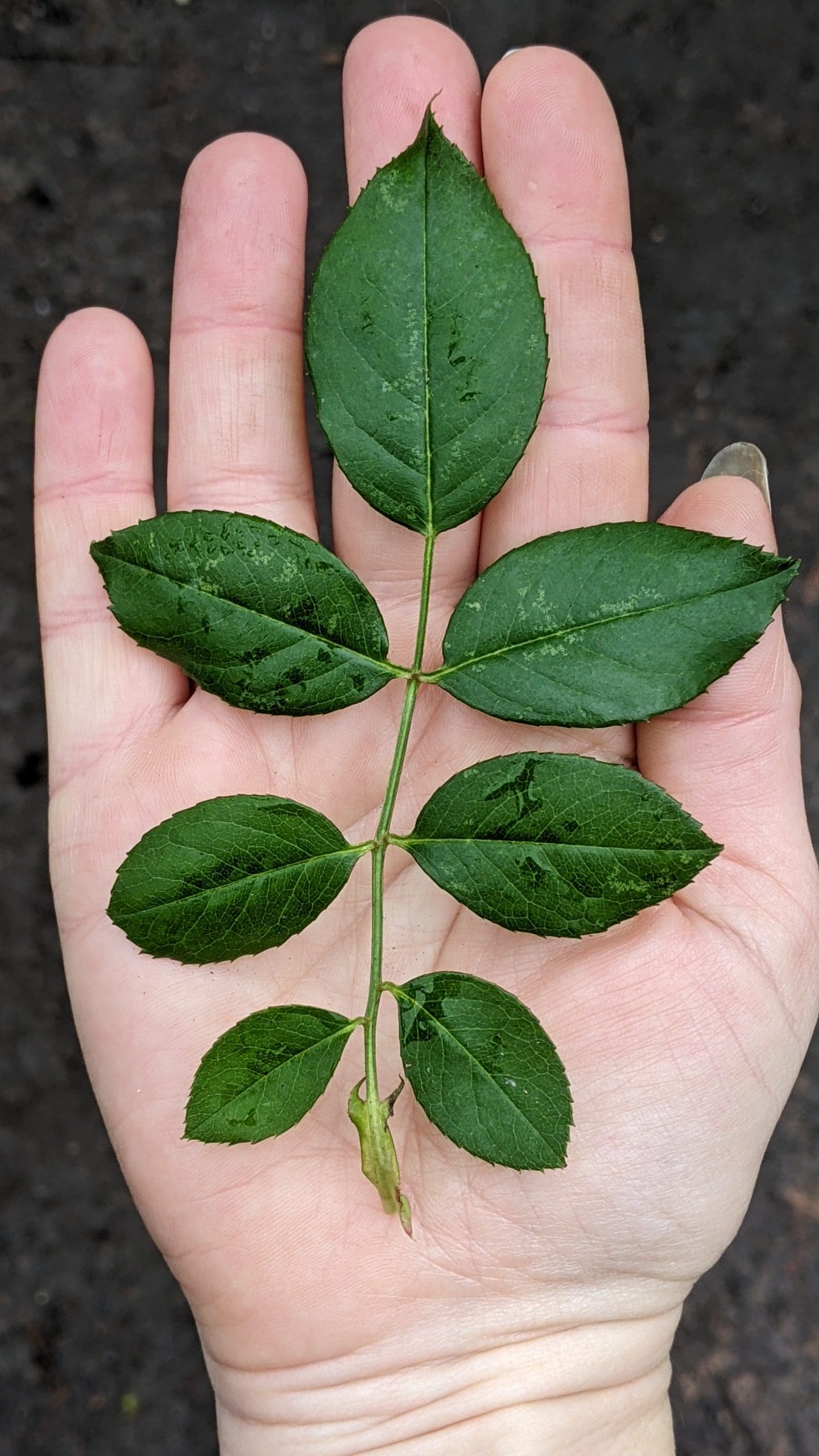 Dog rose (Rosa canina) Identification