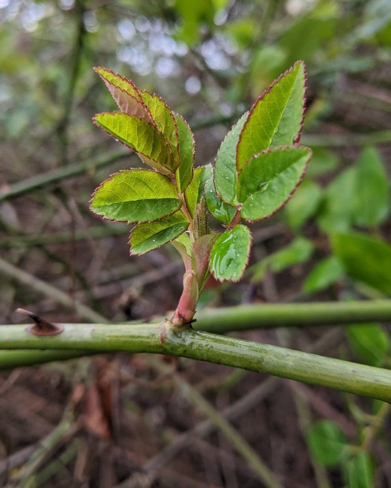 Japanese rose (Rosa rugosa) Identification