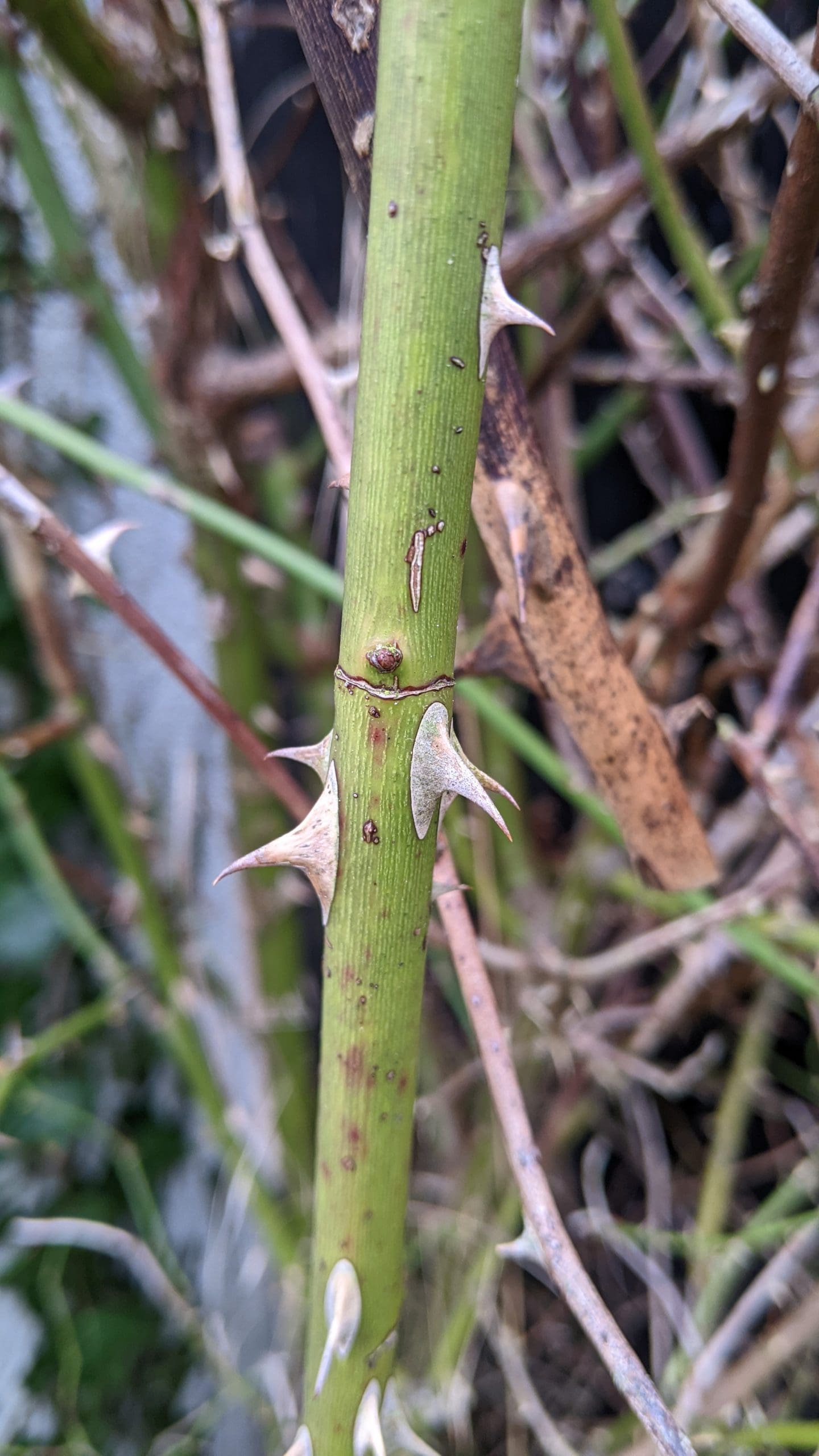 Dog rose (Rosa canina) Identification