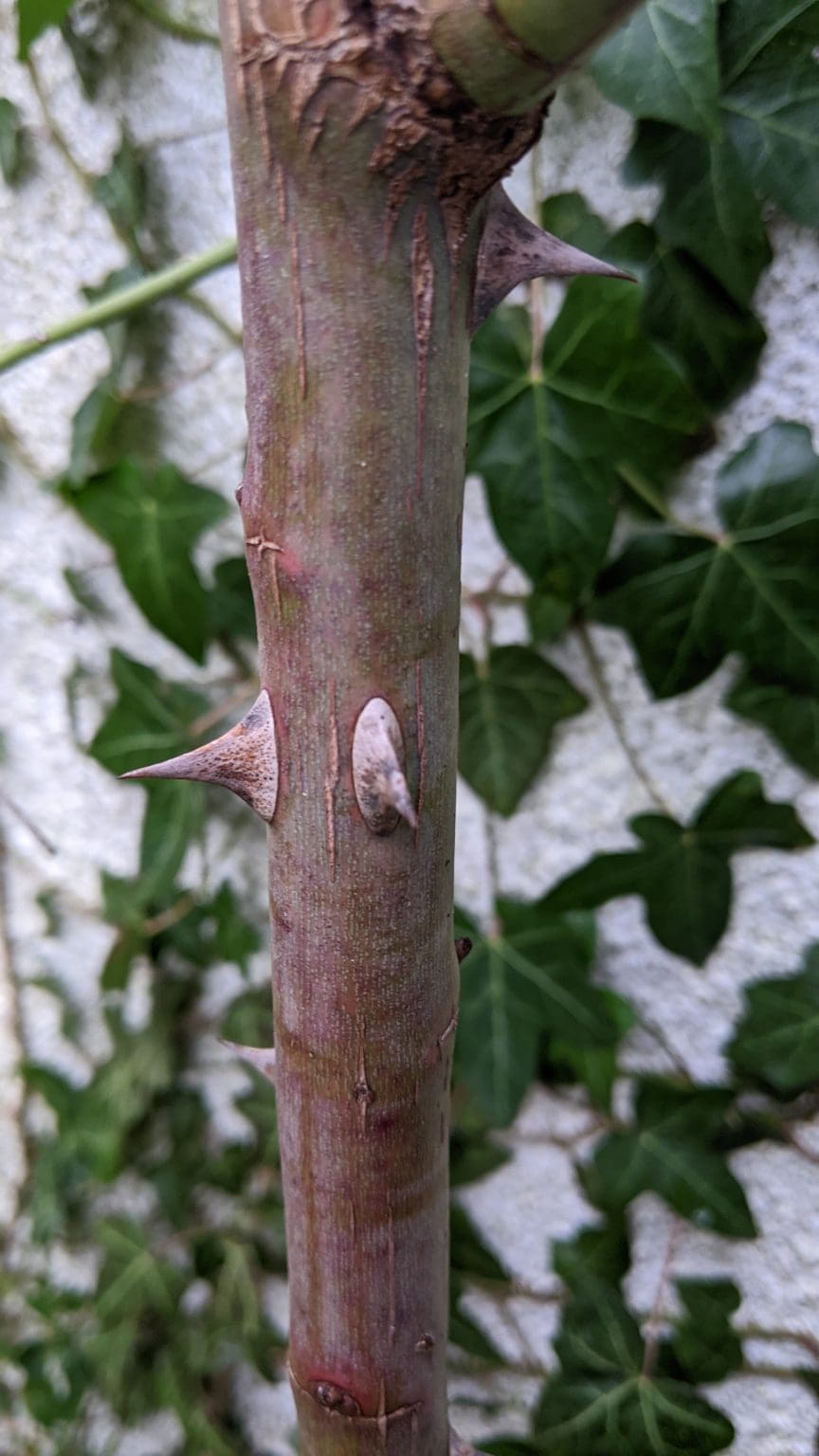 Dog rose (Rosa canina) Identification