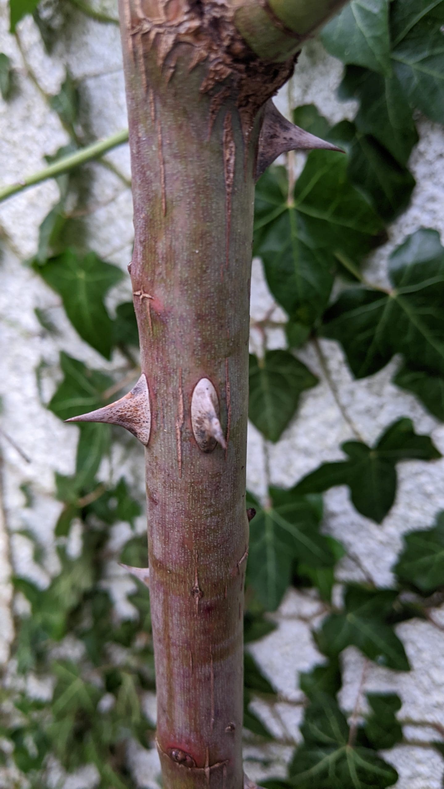 Dog rose (Rosa canina) Identification