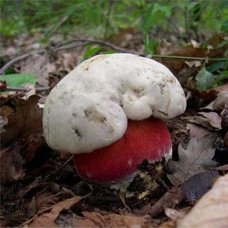 Devil's Bolete Mushroom (Boletus / Rubroboletus satanas) Identification