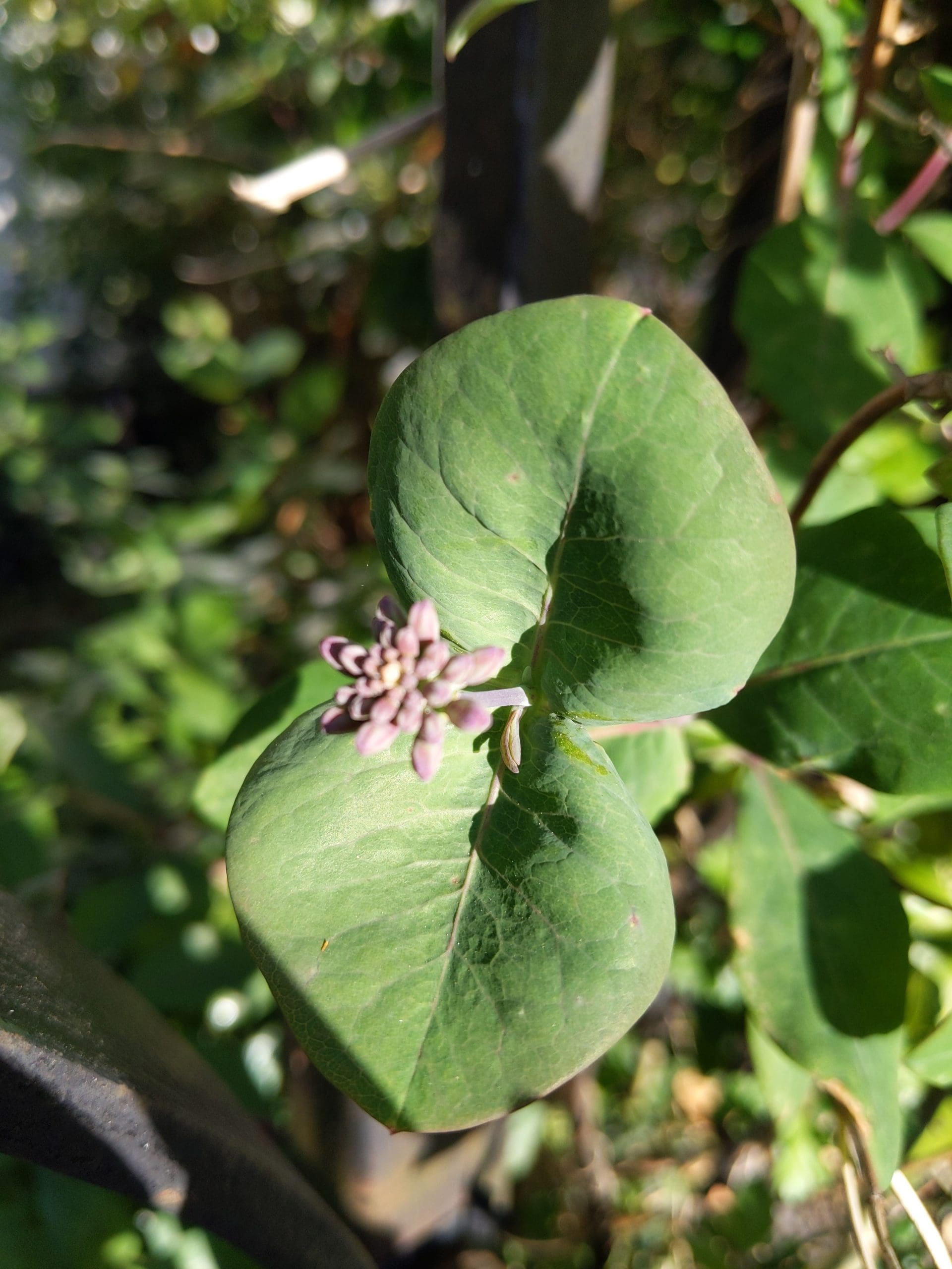 Snowberry (Symphoricarpos albus) Identification