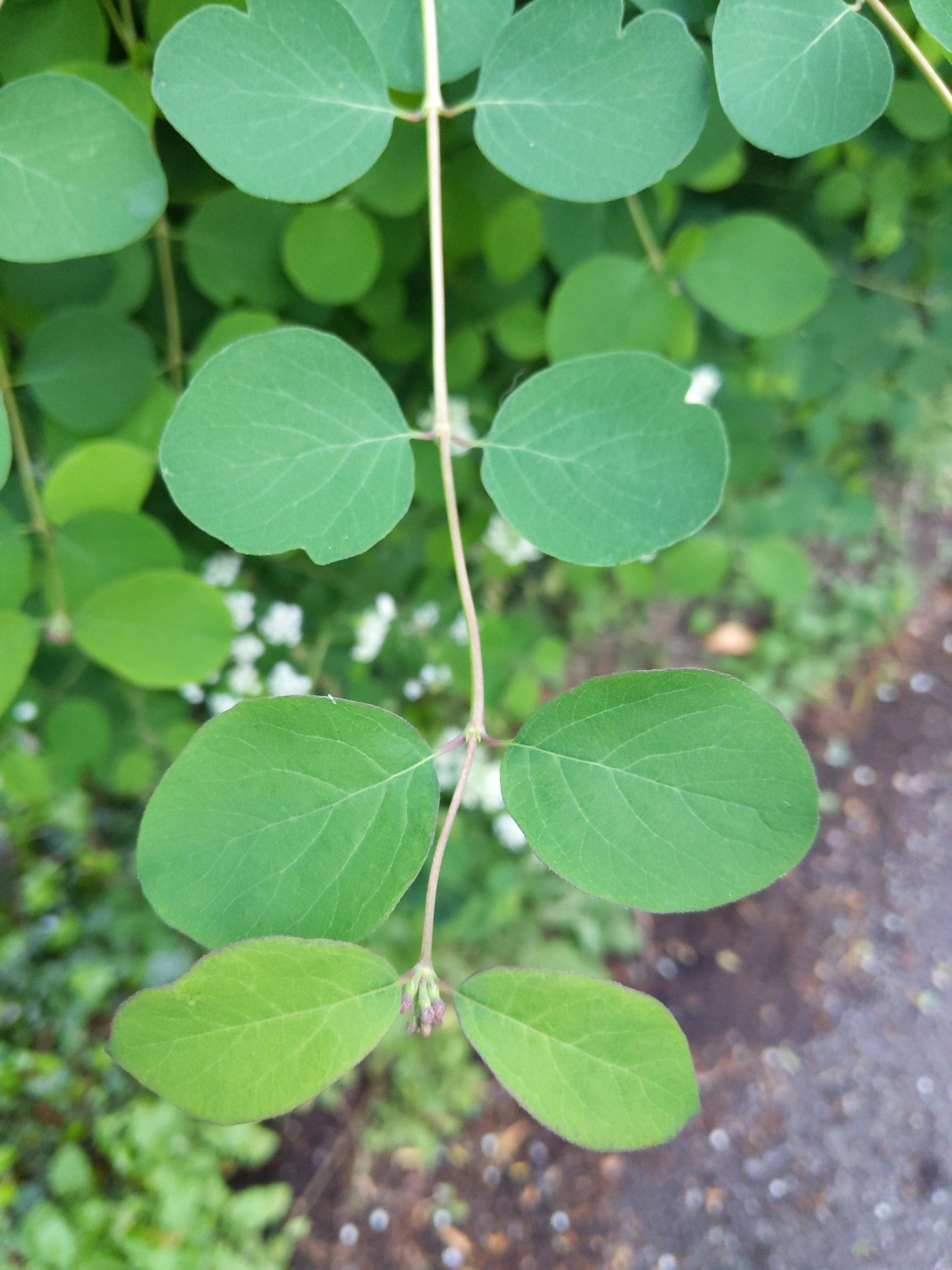 Snowberry (Symphoricarpos albus) Identification