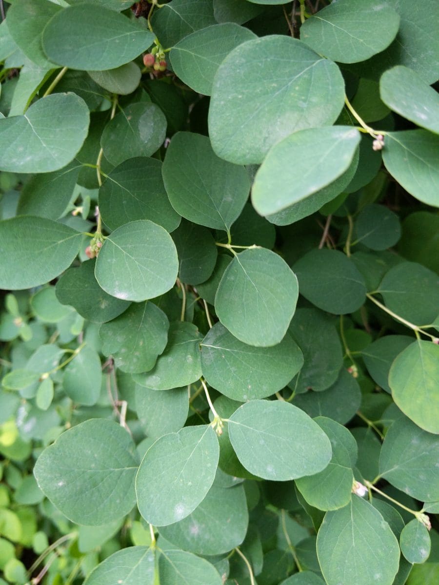 Snowberry (Symphoricarpos albus) Identification