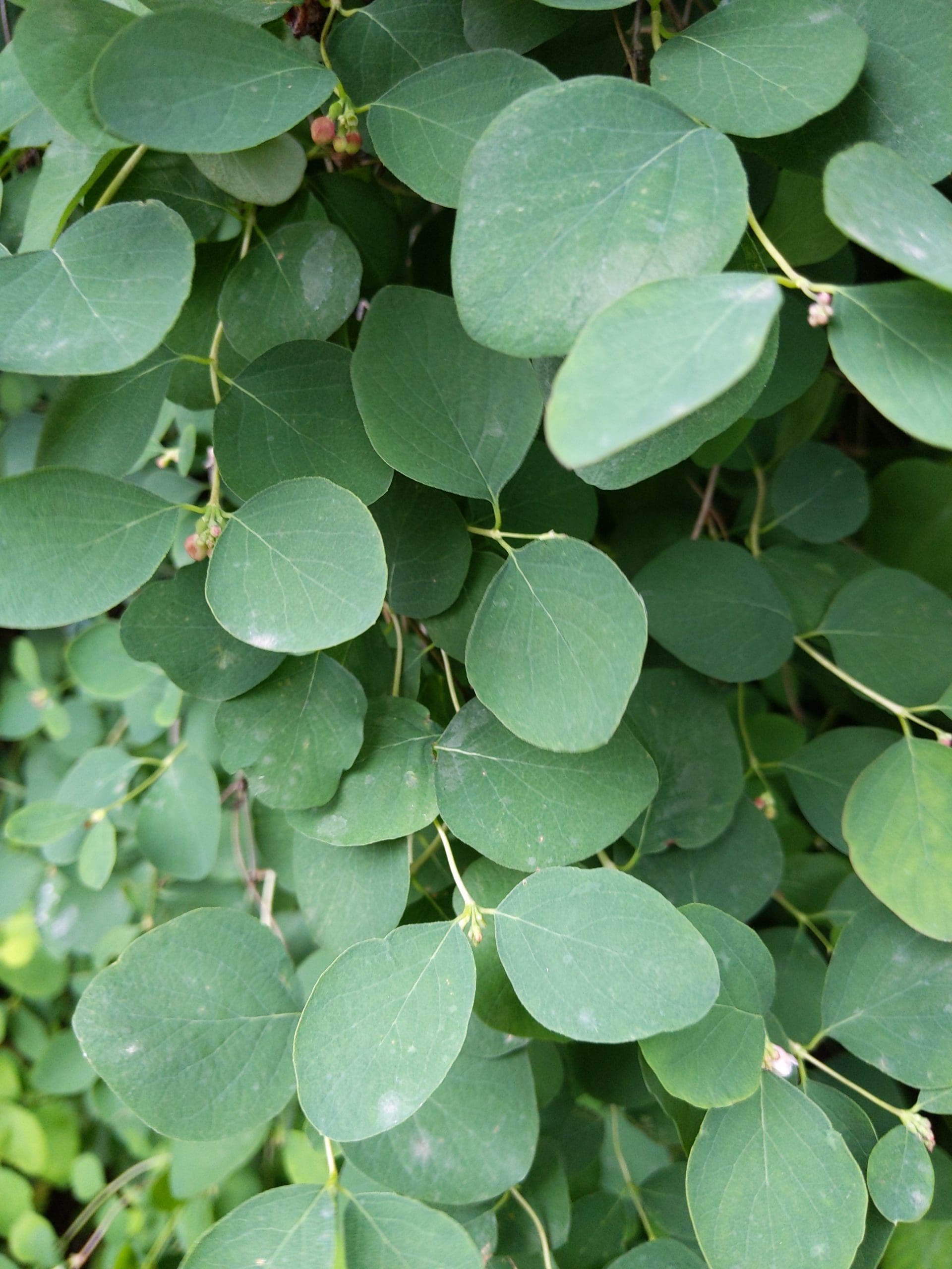 Snowberry (Symphoricarpos albus) Identification