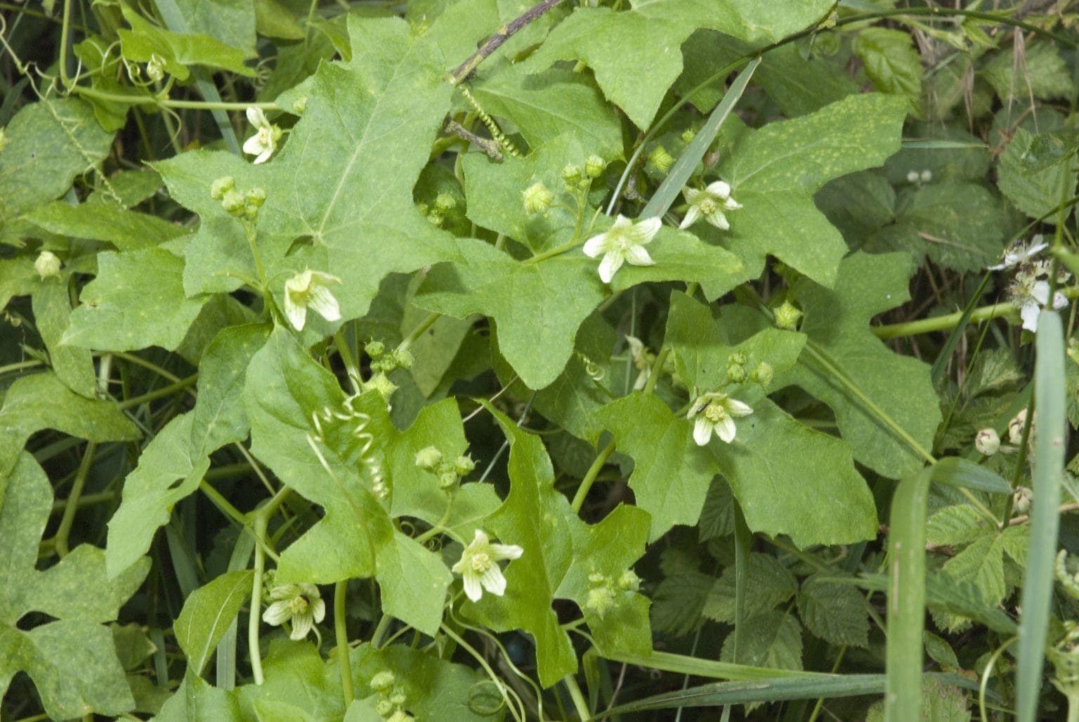 White Bryony (Bryonia dioica) Identification