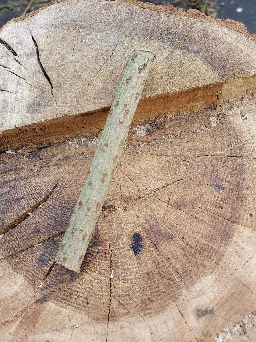 How to Make an Elder Whistle