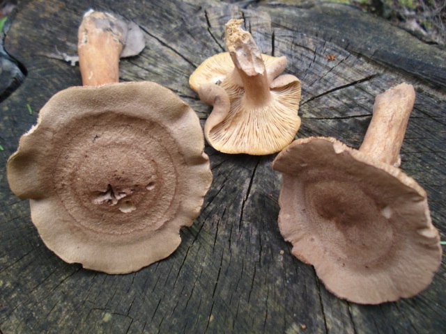 An Introduction to Milkcap Mushrooms