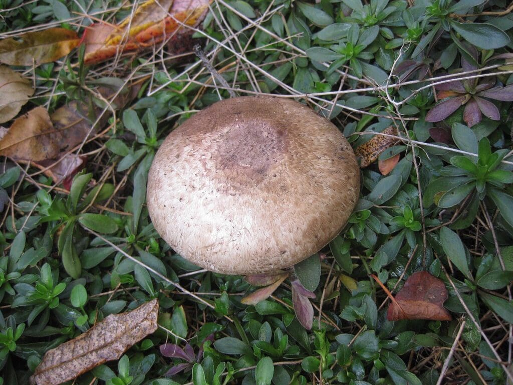 Scaly Wood Mushroom (Agaricus langei) Identification