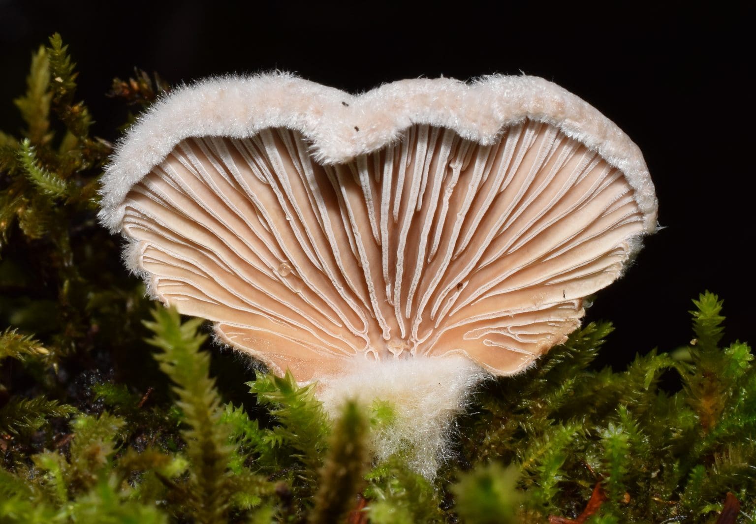 Splitgill (Schizophyllum commune) Identification