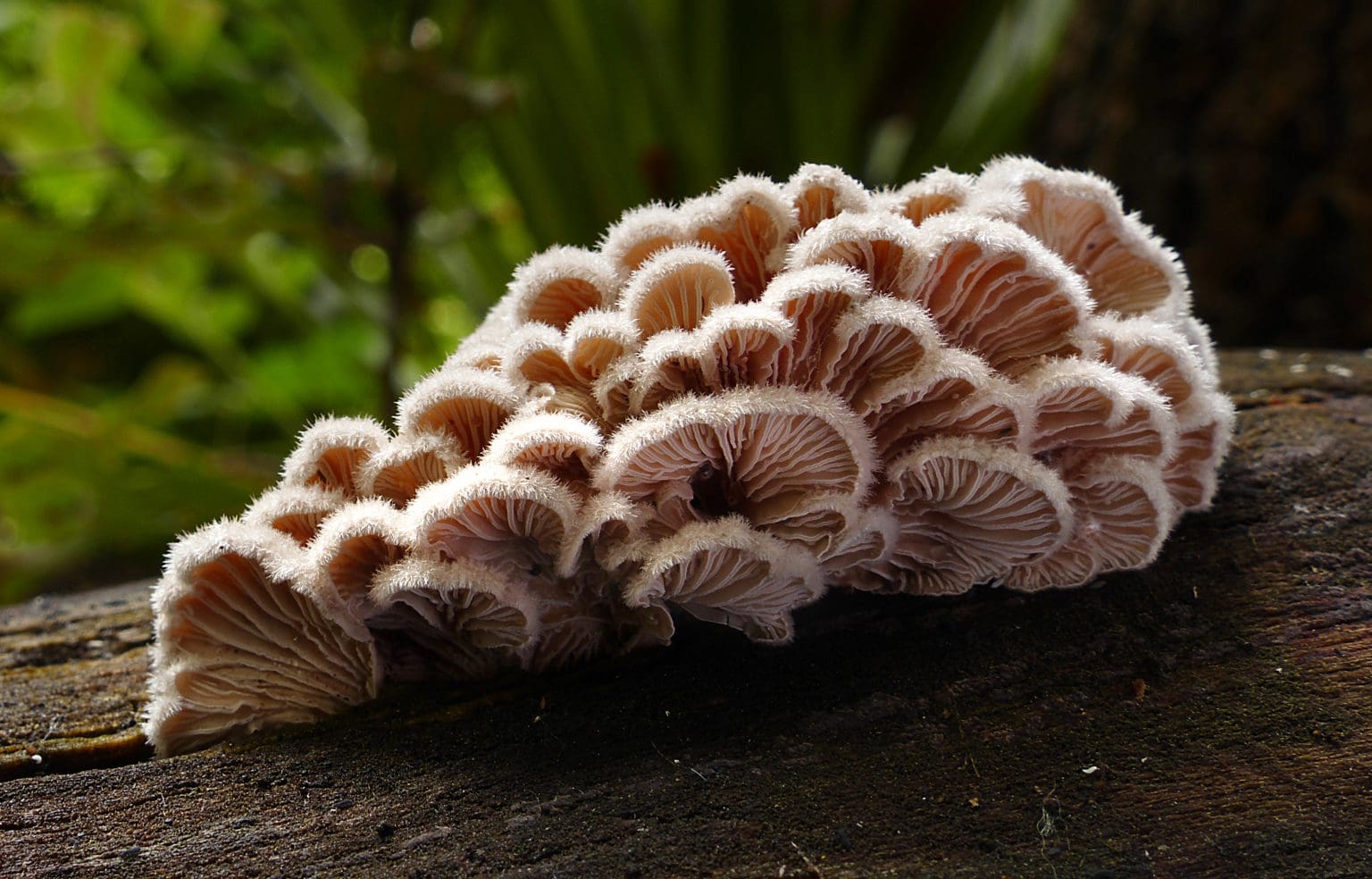 Splitgill (Schizophyllum commune) Identification
