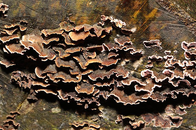 Silver leaf fungus (Chondrostereum purpureum) Identification