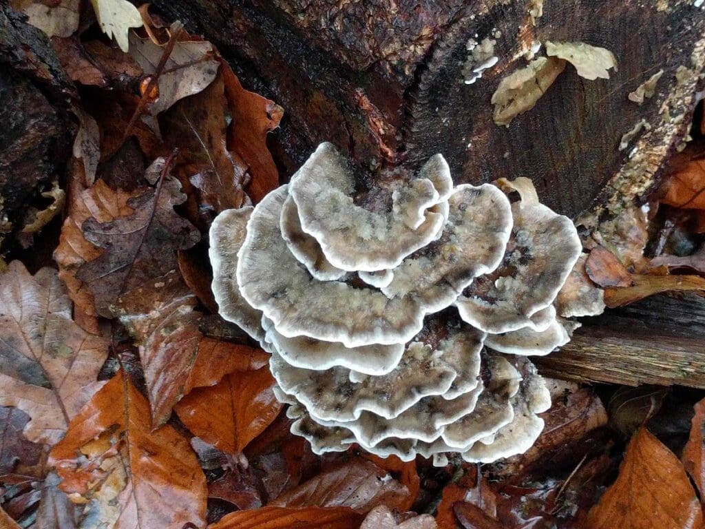 Dewberry (Rubus caesius) Identification