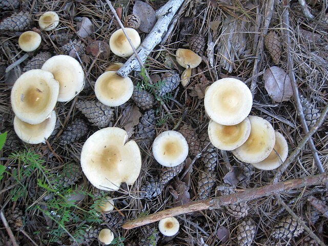 Spring field caps (Agrocybe praecox) Identification