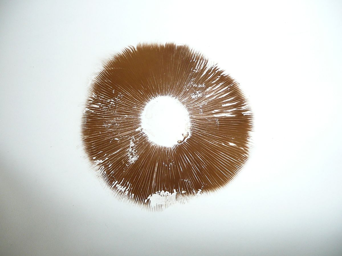 Spring field caps (Agrocybe praecox) Identification