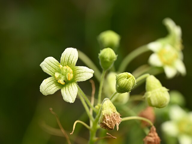 White Bryony (Bryonia dioica) Identification