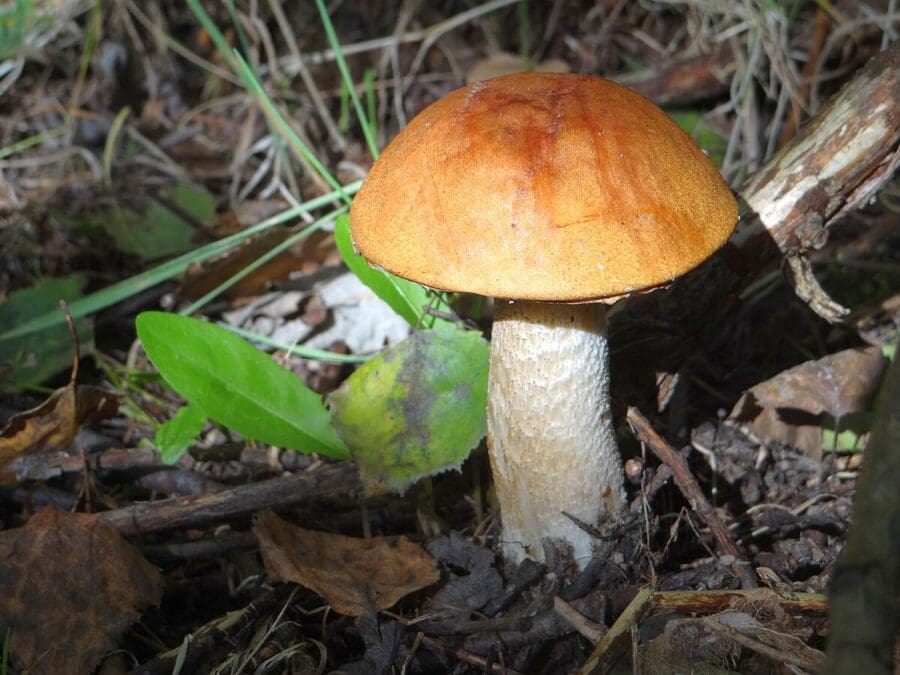 Aspen bolete (Leccinium albostipitatum) Identification