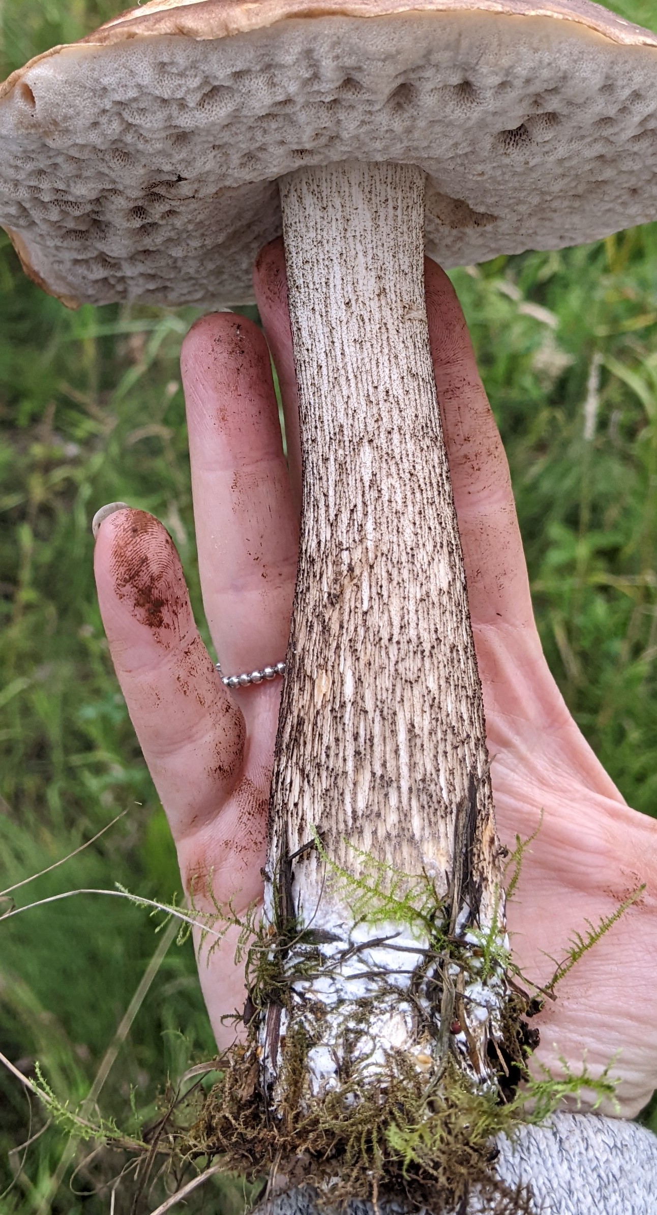 Brown Birch Bolete (Leccinium scabrum) Identification
