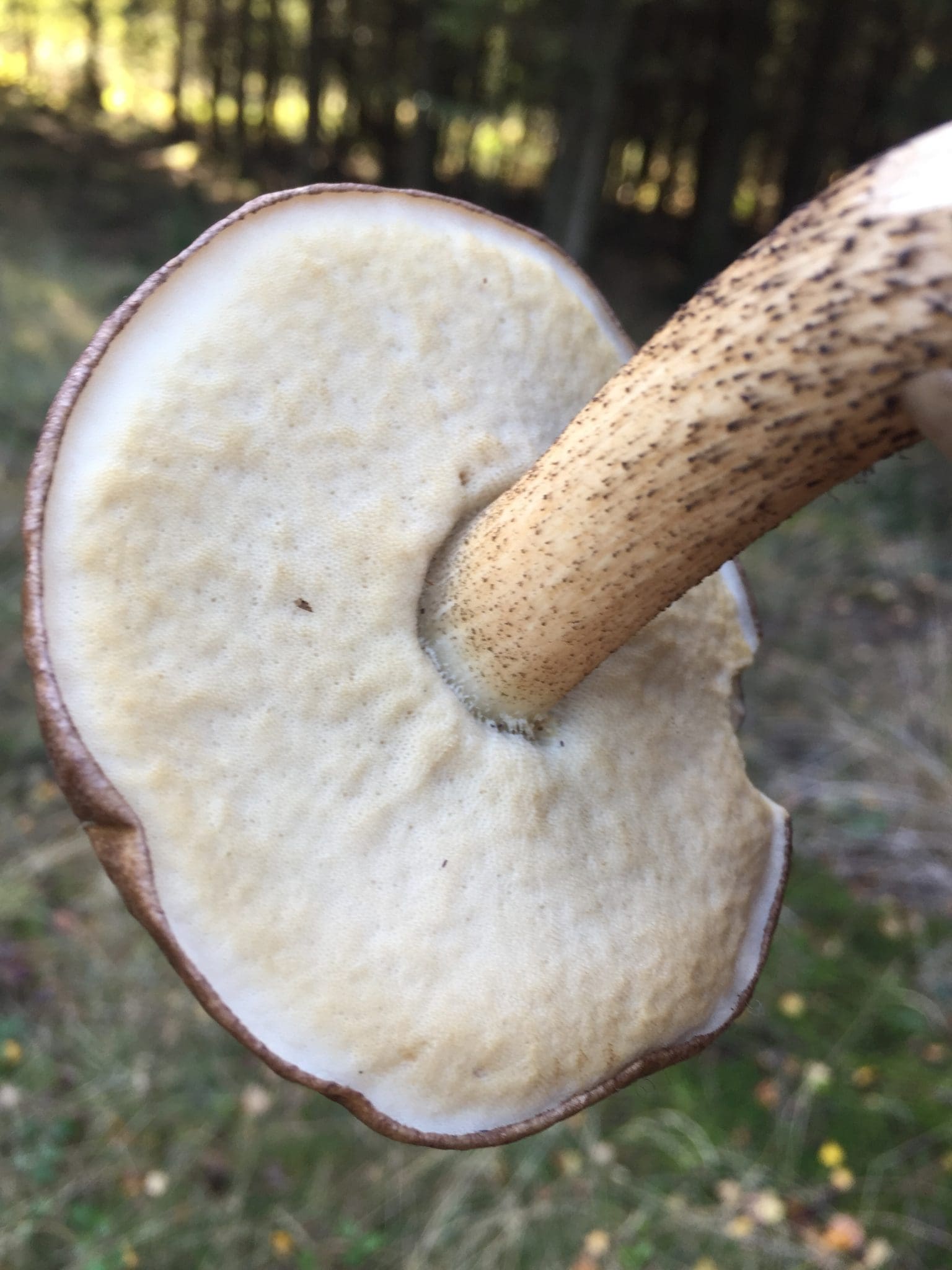 Deadly Webcap Mushroom (Cortinarius rubellus) - Deadly Toxic