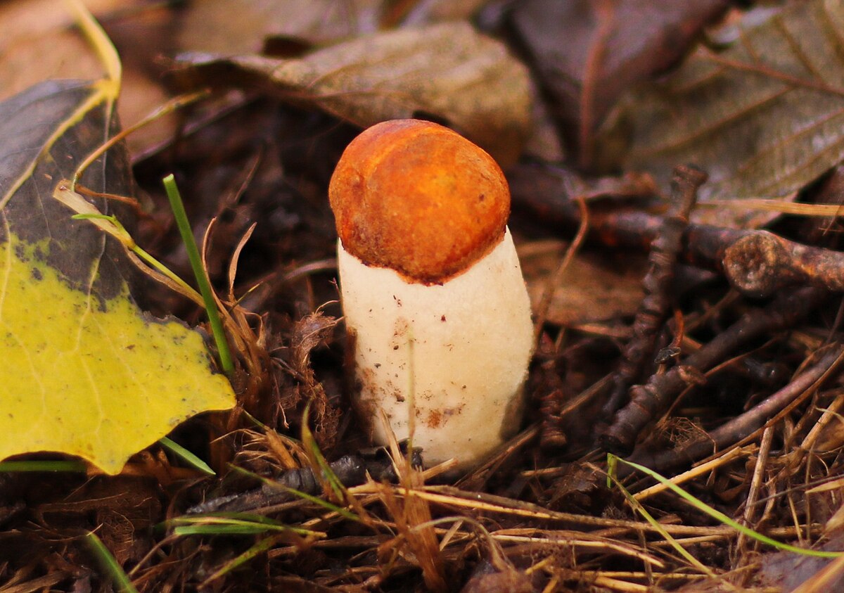 Aspen bolete (Leccinium albostipitatum) Identification