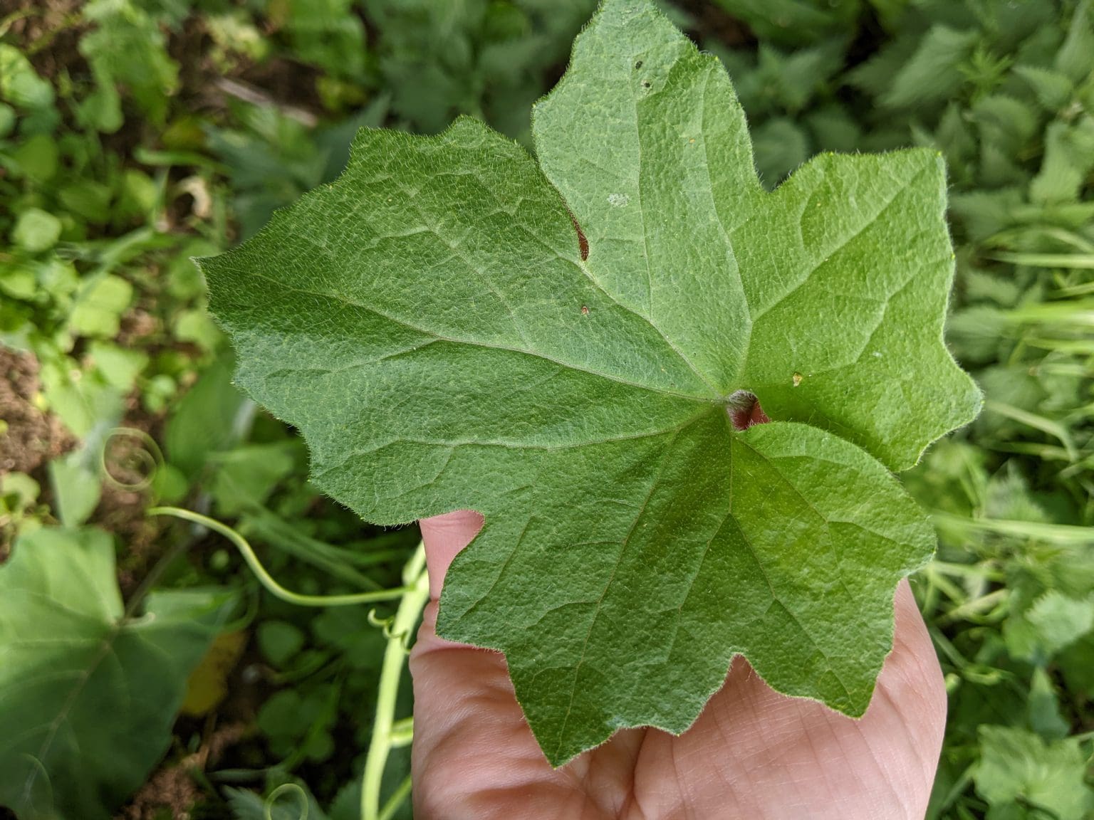 White Bryony (Bryonia dioica) Identification
