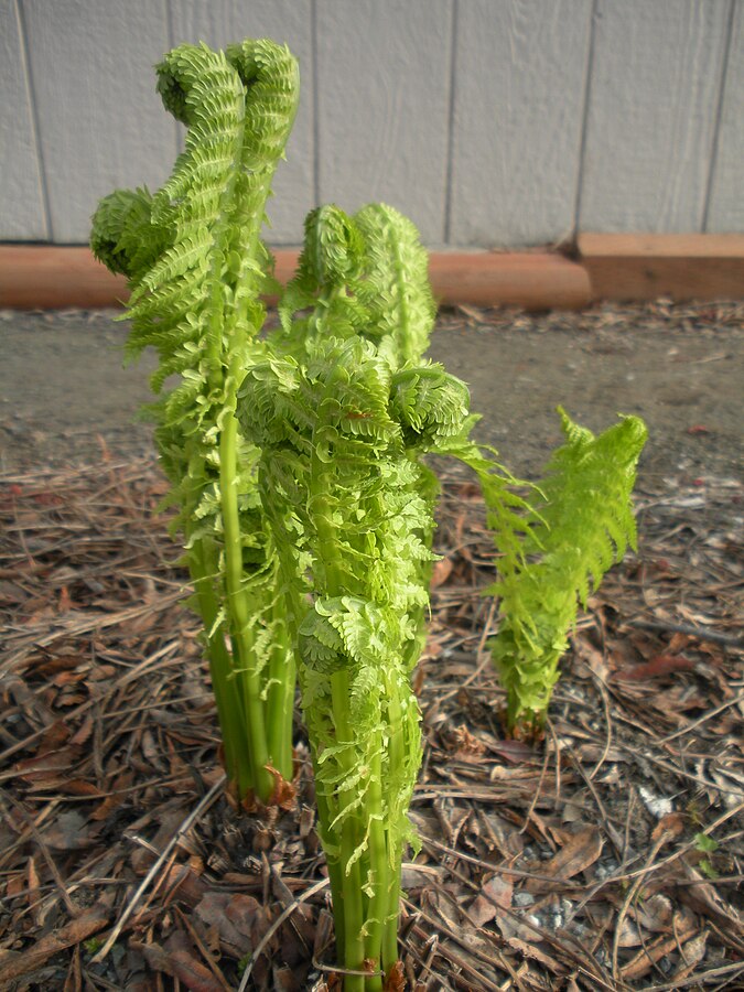 The Ultimate Guide to Edible Ferns in the UK: Safety, Identification ...