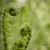 The Ultimate Guide to Edible Ferns in the UK: Safety, Identification ...