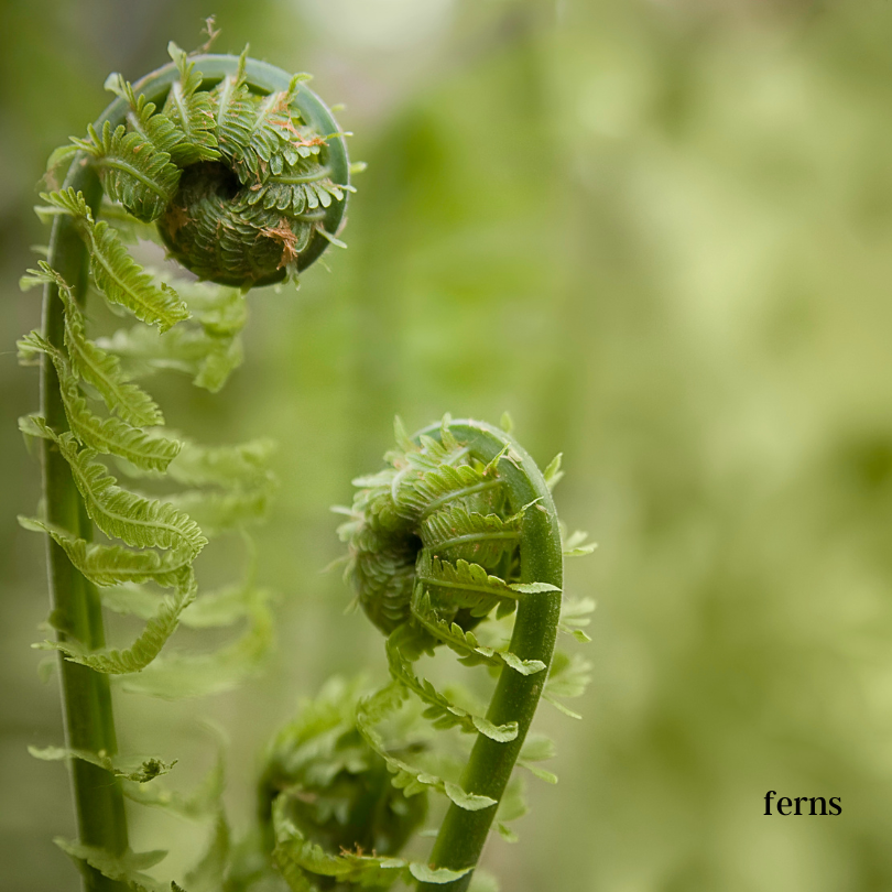 The Ultimate Guide to Edible Ferns in the UK: Safety, Identification ...
