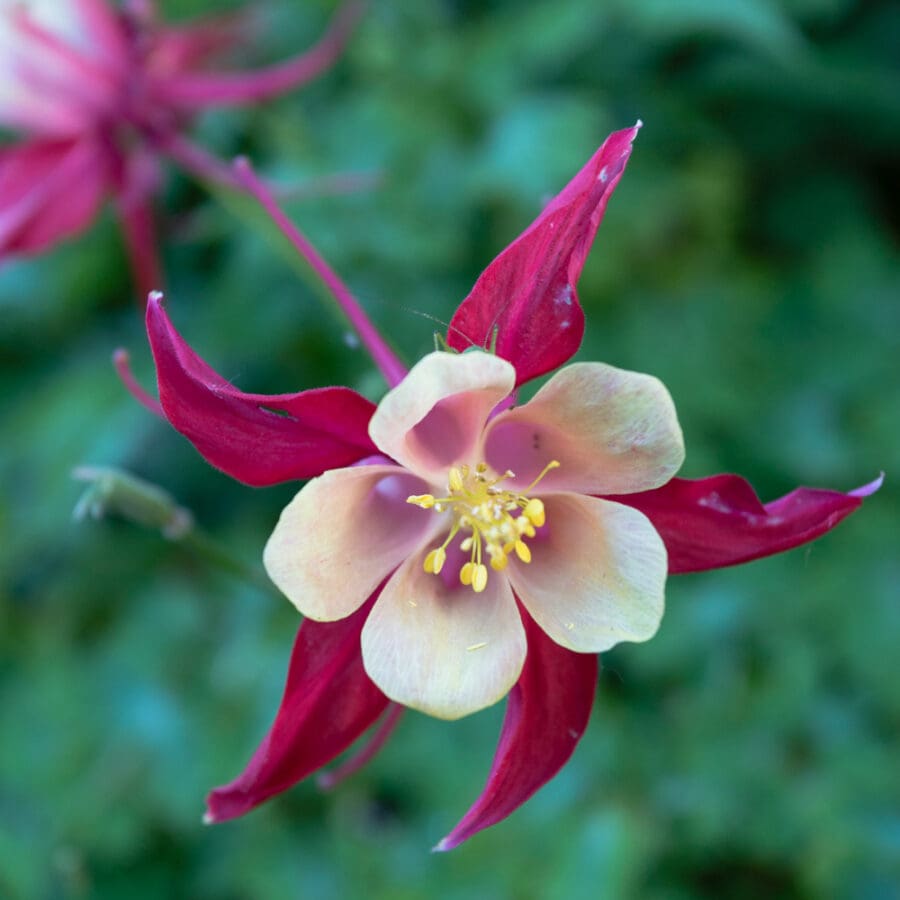 Common Reed (Phragmites australis) Identification