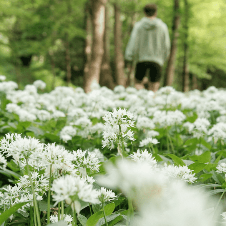 Wild Garlic (Allium Ursinum) Identification