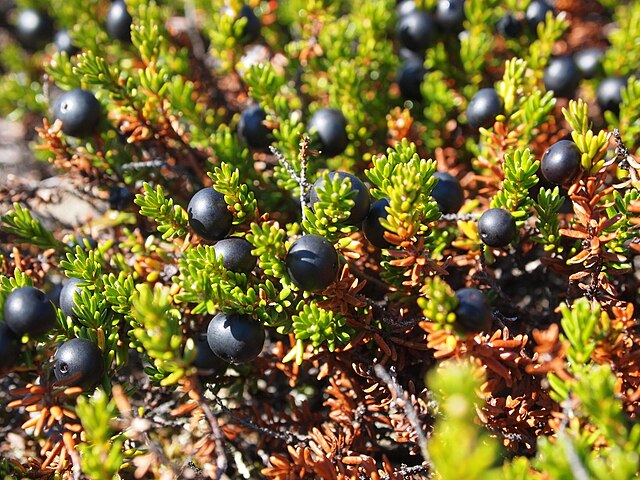 Wild Crowberry: A Forager's Guide